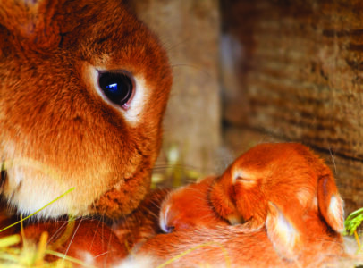 Selective Breeding Examples: Reasons for Culling Critters - Grit